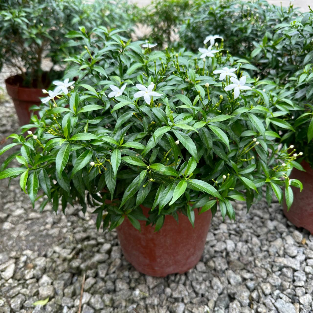 GPS Green Plant Society Live Plant Tabernaemontana Divaricata ...