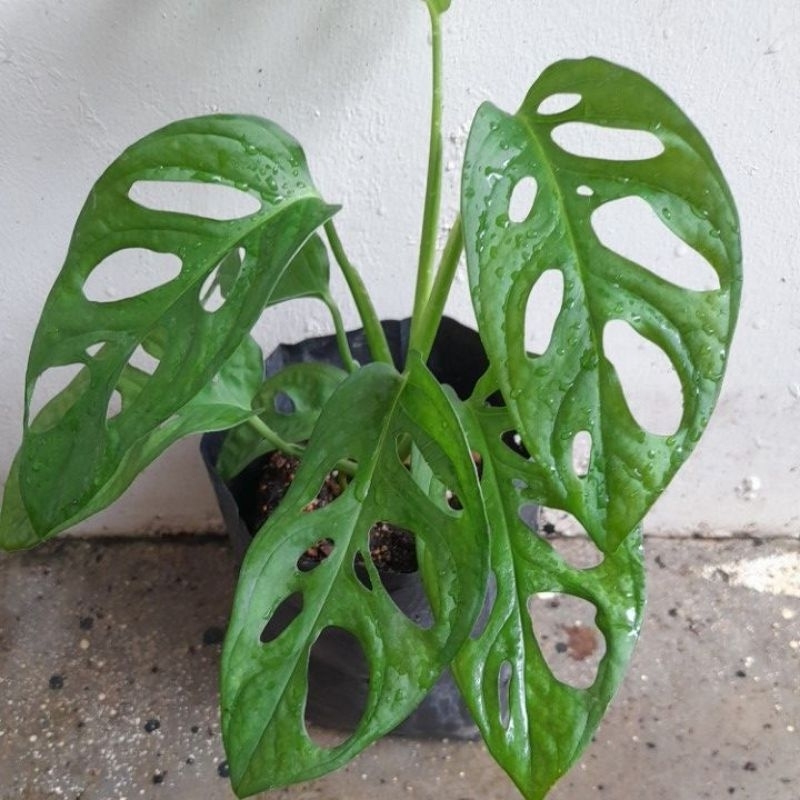 monstera adansonii plant / pokok janda bolong | Shopee Malaysia