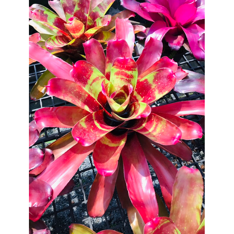 Neoregelia Ring of Fire （bromeliad /積水风梨) | Shopee Malaysia