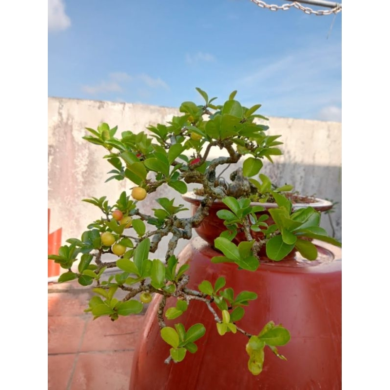 Pokok cherry Barbados, 西印度樱桃盆栽， bonsai cherry Barbados | Shopee Malaysia