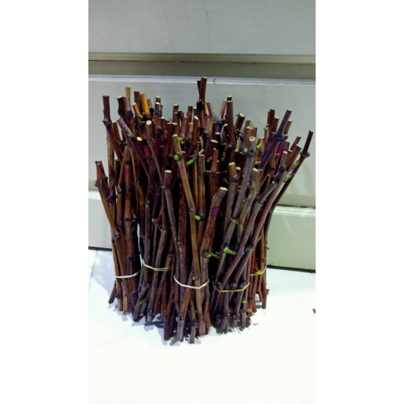 Keratan Anggur (Veles, Everest, Shine Muscat, Jafar Kara) | Shopee Malaysia