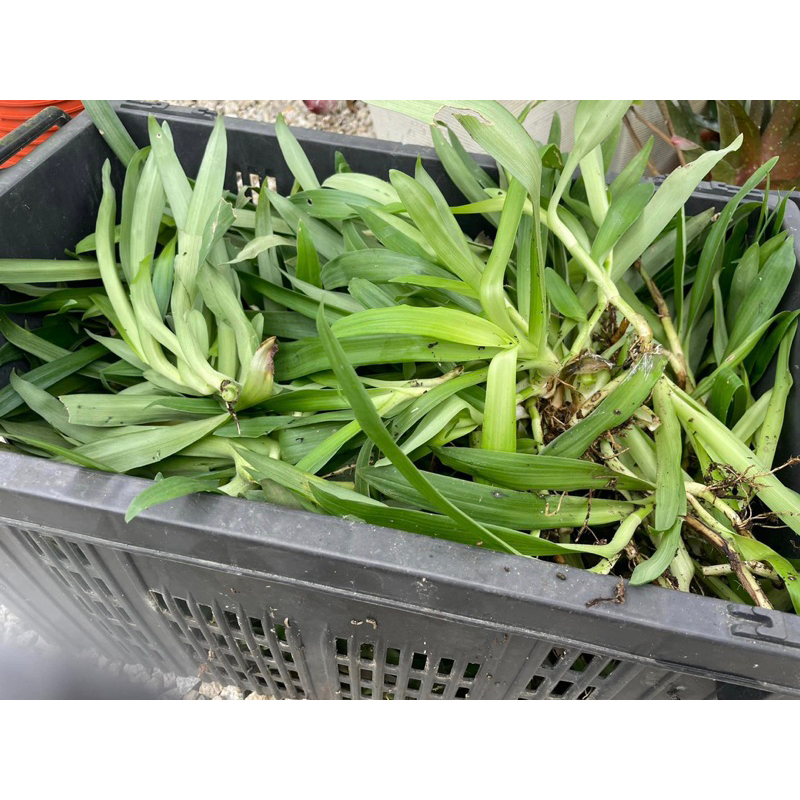 Rumput Cina Viral untuk kesihatan / rumput siti khadijah / rumput ...