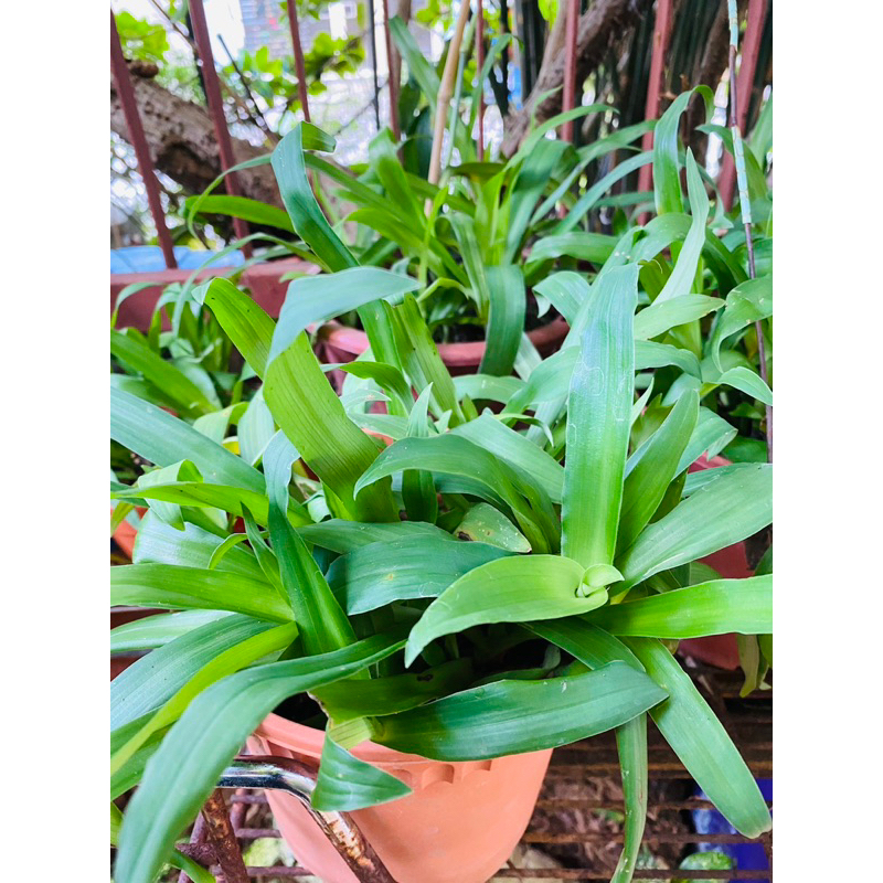Pokok Rumput Siti Khadijah Rumput Beijing Rumput Cina | Shopee Malaysia