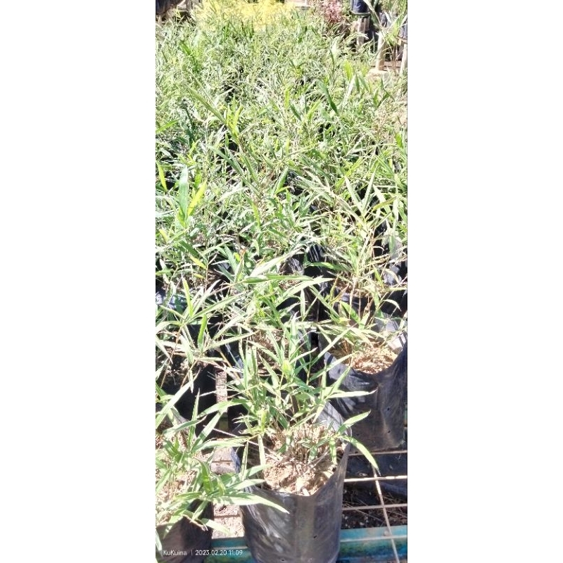 anak pokok buluh perindu batik/variegated | Shopee Malaysia