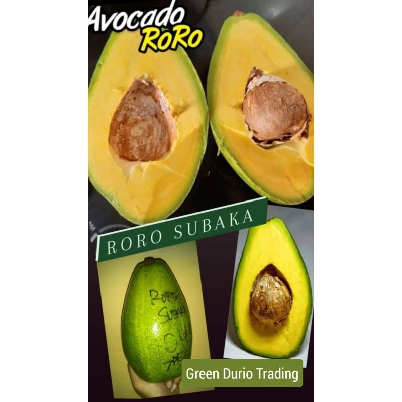 ANAK POKOK AVOCADO RORO - SUPER RARE | Shopee Malaysia