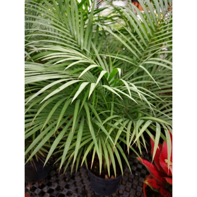 JAWA PALM BUSHY TALL LIVE PLANT READY STOCK | Shopee Malaysia