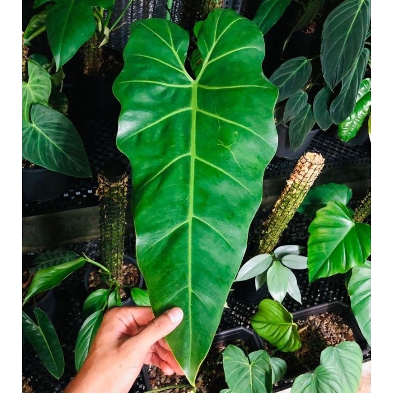 Philodendron Maximum | Shopee Malaysia