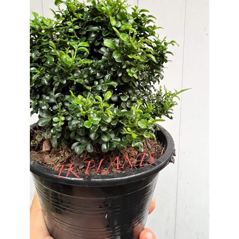 TKP,Murraya Siam Dwarf , Murraya Paniculata , Dwarf Kamini, Natural ...