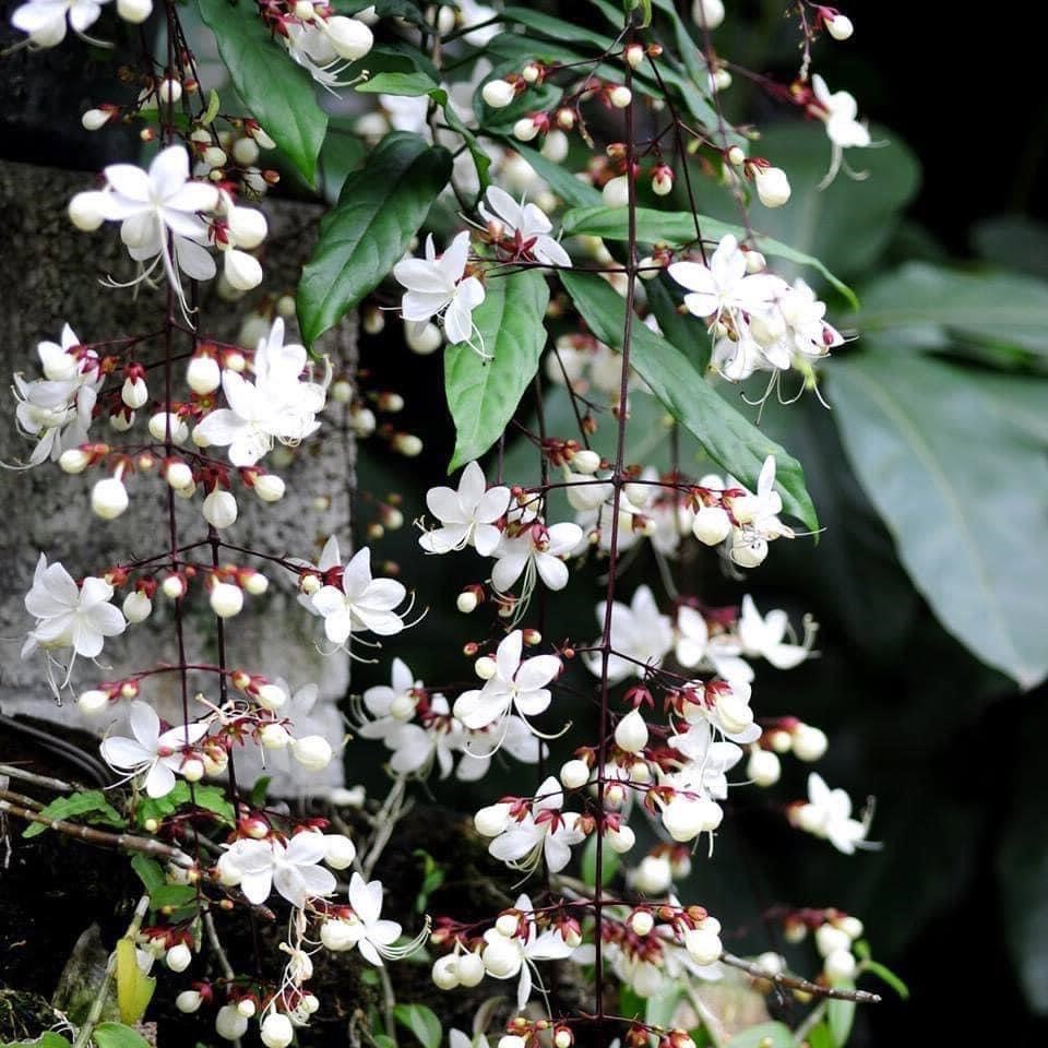 Anak Pokok Air Mata Duyung Clerodendrum Smithianum Light Bulb | Shopee ...