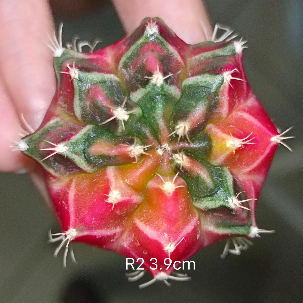 GYMNOCALYCIUM LITTLE RABBIT ID CACTUS (OFFSETS WITH SHORT ROOTS ...