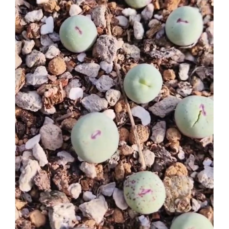 WAF rare succulent Conophytum Vanzylii 小红嘴 (±0.8cm) direct from Cameron ...
