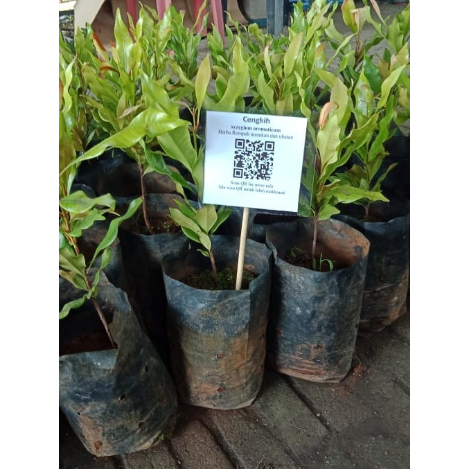 MKT - Clove plant sapling/ Anak pokok bunga cengkih | Shopee Malaysia