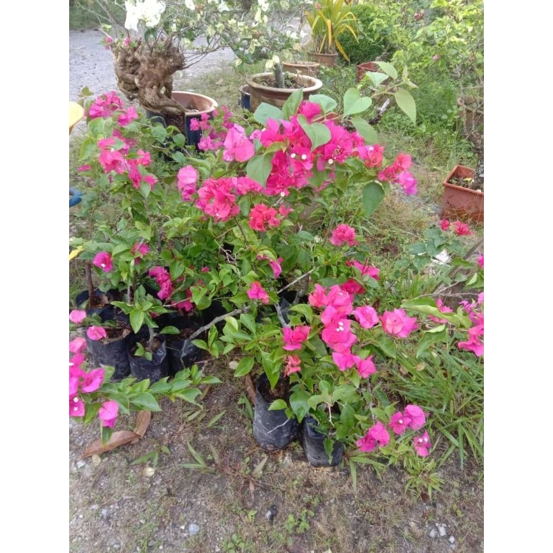 POKOK BUNGA KERTAS URAT MERAH PADU(1kg) | Shopee Malaysia