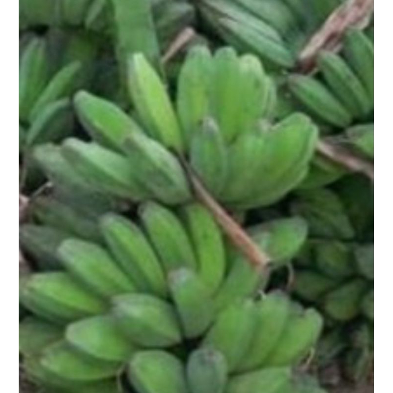 PISANG SABAH 1KG - 1.5 KG (1 SISIR) | Shopee Malaysia
