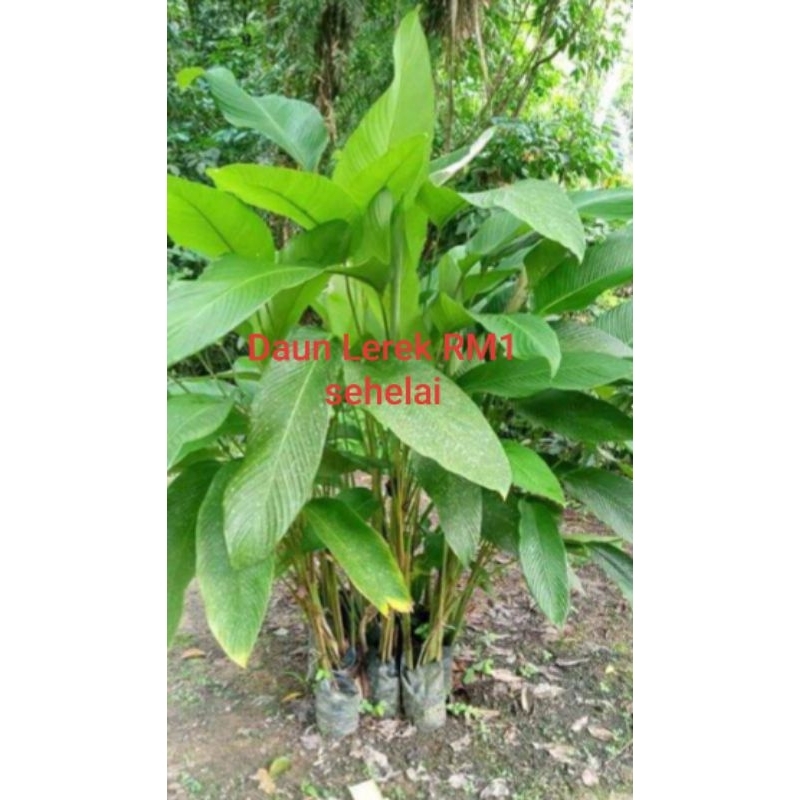 Daun Pisang & Daun Lerek Segar Tanaman Sendiri | Shopee Malaysia