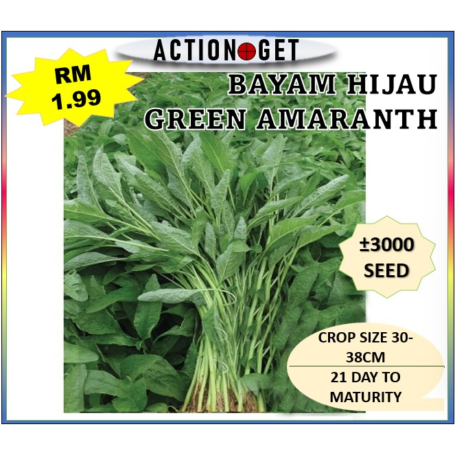 Benih Sayur Bayam 3000+ SEED Tajam Biji Benih Flower seed Pointed Leaf ...
