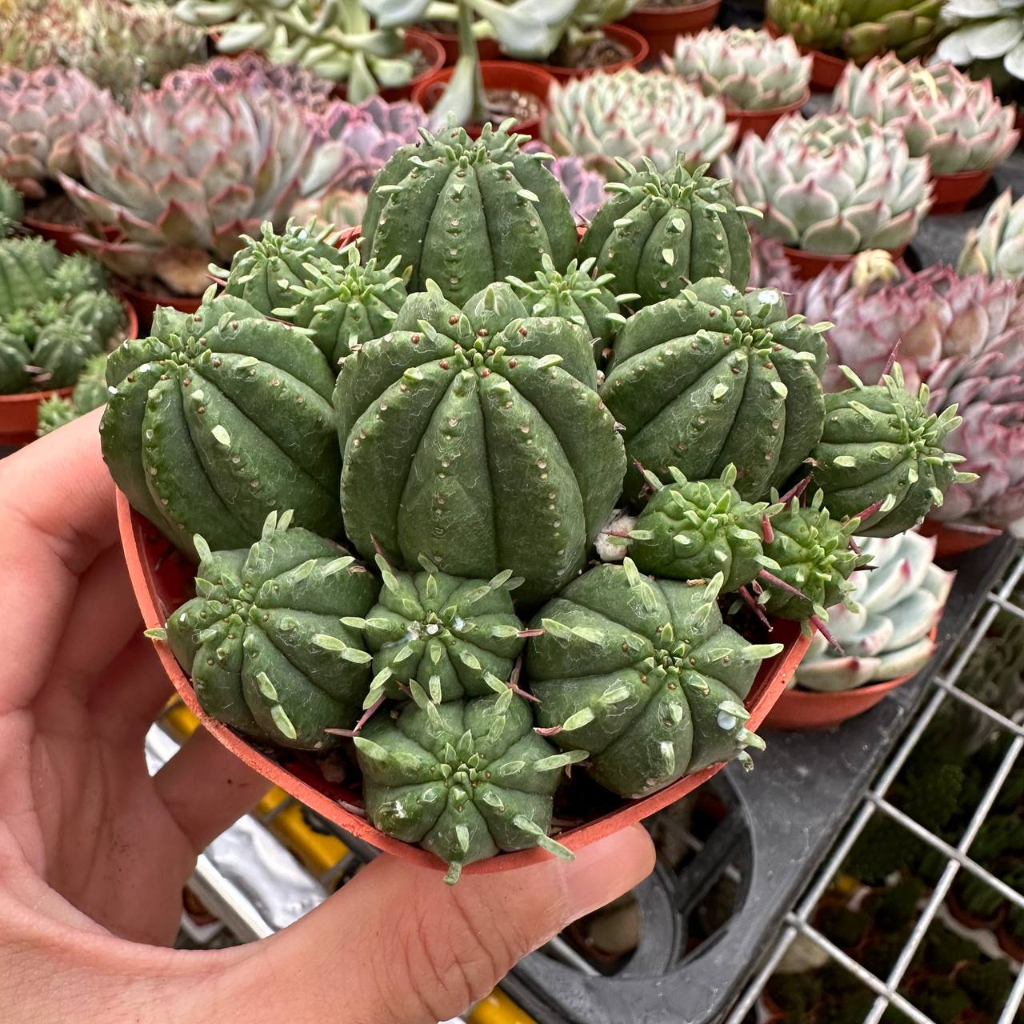 GPS Green Plant Society live Cactus Family Euphorbia enopla 火麒麟 ...