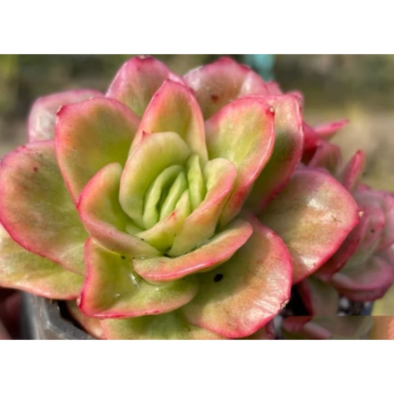 WAF very rare succulent Echeveria Raspberry Ice variegated 冰玫瑰锦 with ...