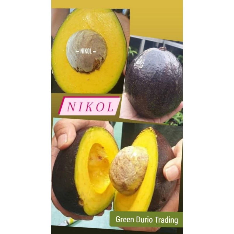 ANAK POKOK AVOCADO QAV 1 & NIKOL / Nikhol super rare | Shopee Malaysia