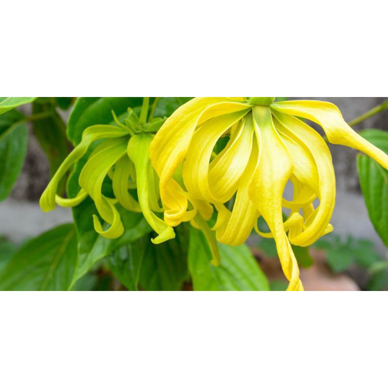 Pokok bunga kenanga bunga lagend berbau wangi real plant | Shopee Malaysia