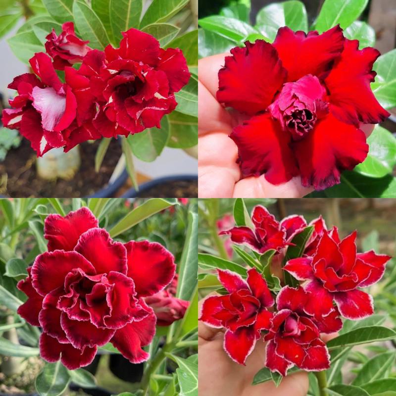 ADENIUM THAI REAL LIVE PLANT MULTI LAYER (POKOK BUNGA KEMBOJA RARE ID ...