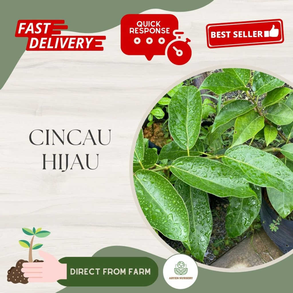 Aryen Nursery || Pokok Cincau Hijau | Shopee Malaysia