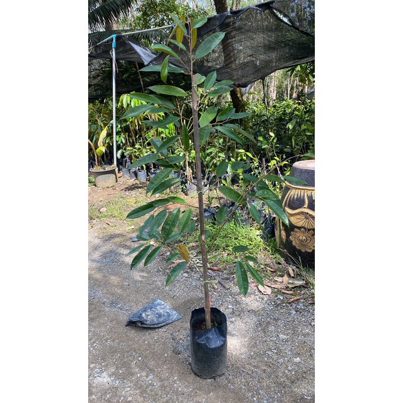 pokok durian musang king tinggi 3 kaki | Shopee Malaysia