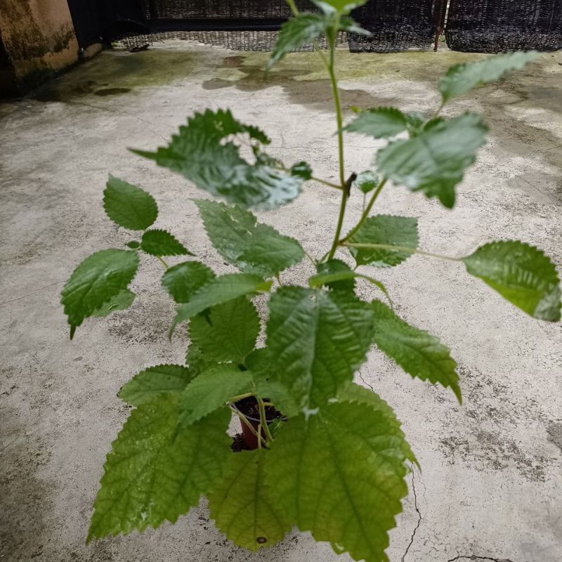 Ramie leaf plant with root 客家粗叶树苗 live plants fresh available stock ...