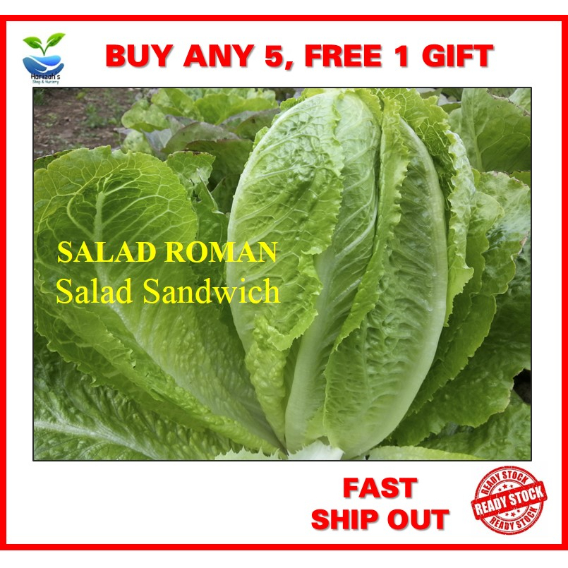 50-100 biji benih SALAD ROMAN (salad sandwich) Romaine Lettuce | Shopee ...