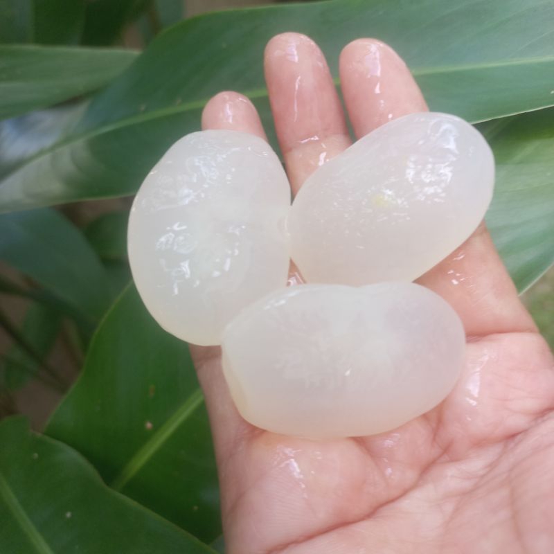 buah kabung/buah beluluk/kolang kaling fresh 1 kg.BELUM SIAP DI MAKAN ...