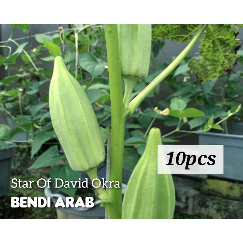 5/10pcs Benih BENDI(Hijau/Merah)/Bendi Arab/Giant Okra/Baby Bubba/Hill ...