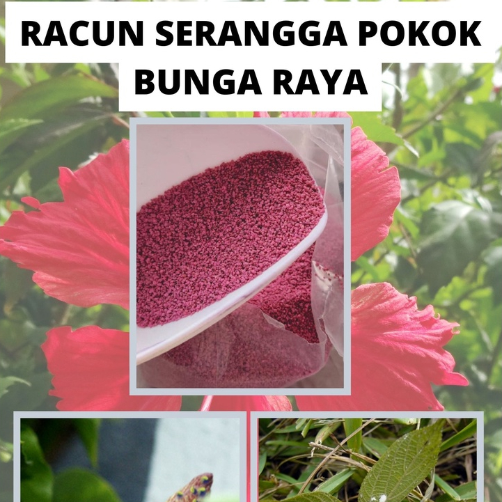 𝗛𝗶𝗯𝗶𝘀𝗰𝘂𝘀 𝗣𝗹𝗮𝗻𝘁 Insecticide Racun Serangga Pokok Bunga Raya Kutu Koya ...
