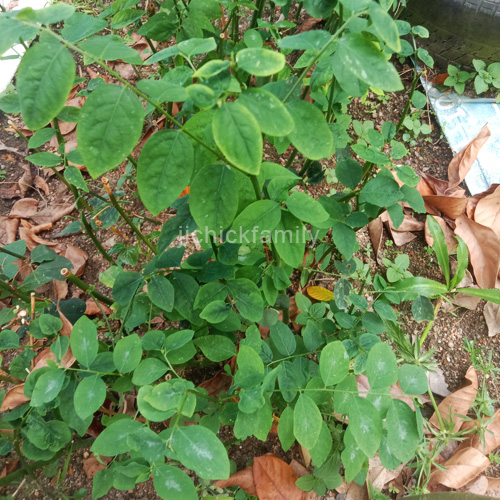 6-8 Keratan Cutting/ Pucuk Manis/Sayur Manis/Cekur Manis/Sauropus ...