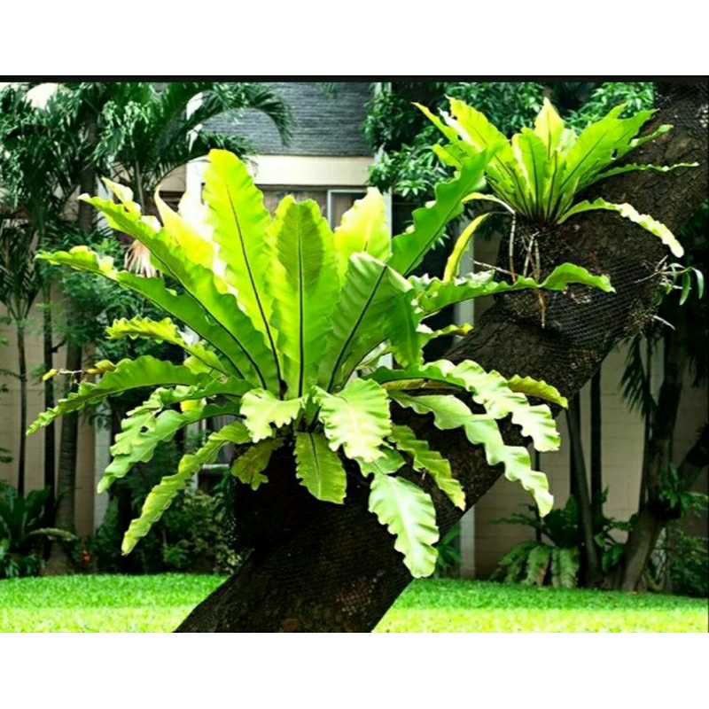 pokok langsuir / pokok bunga gantung / pokok langsuyar / Nest Fern ...