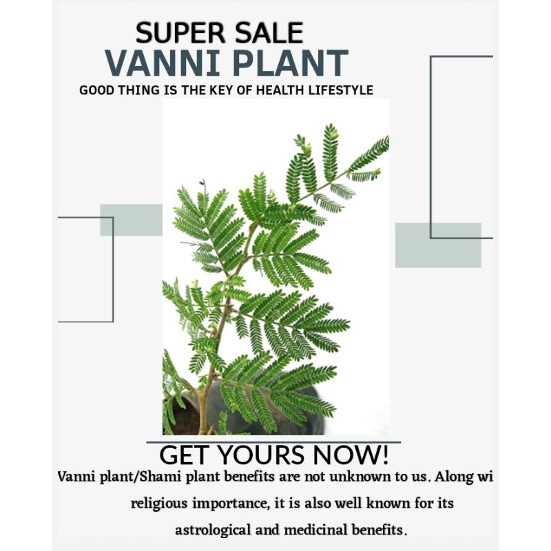 VANNI PLANT/PROSOPIS CINERARIA/SHAMI TREE | Shopee Malaysia