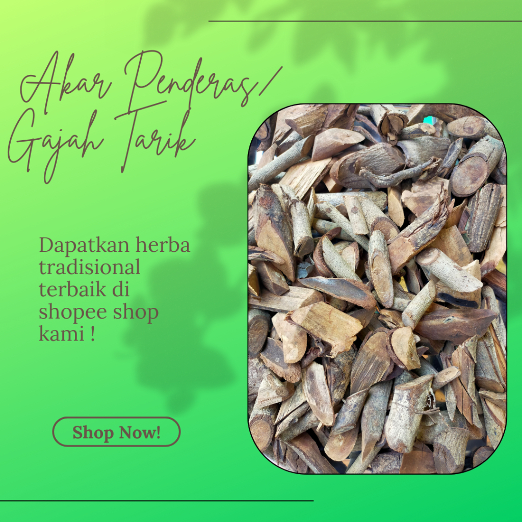 [ AKAR PENDERAS / GAJAH TARIK] - Merawat Mati Pucuk, Lemah Tenaga Batin ...