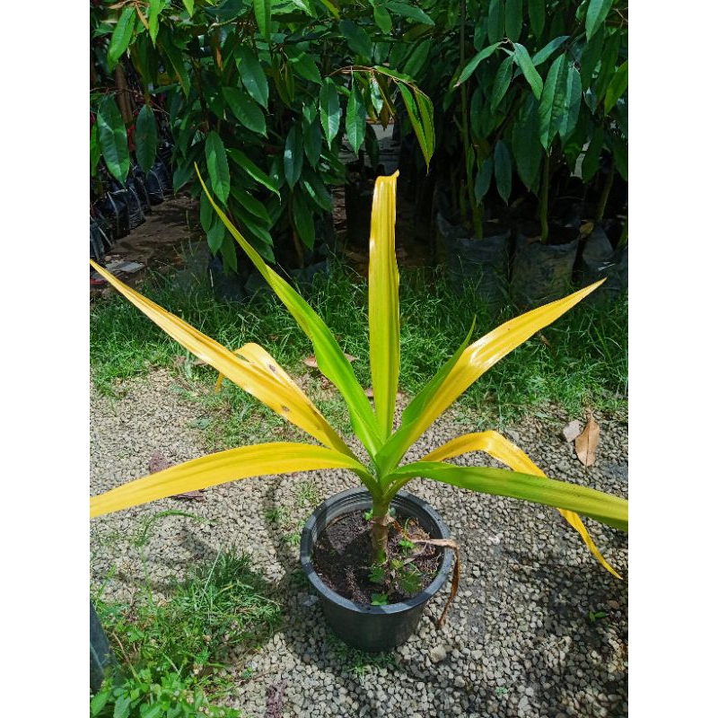 Pokok Pandan Diraja / Pokok Bakong Kuning | Shopee Malaysia