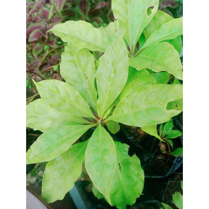 Pokok duri tujuh bilah| ikhtiar kanser buah pinggang | Shopee Malaysia