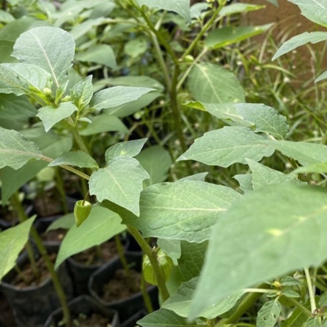 POKOK CIPLUKAN / LETUP-LETUP segar atau kering | Shopee Malaysia