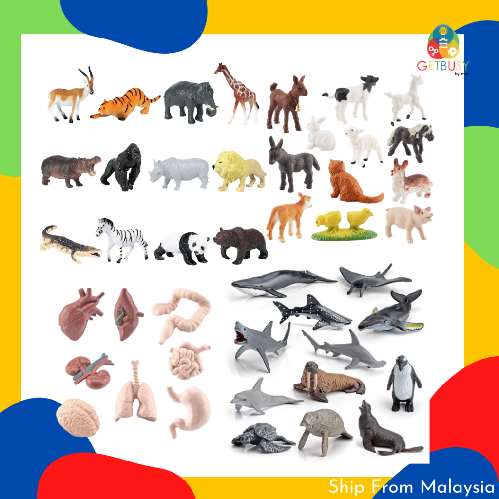 GETBUSYBYIMAN Montessori Simulation Models - Human Anatomy, Wild ...