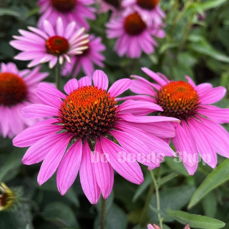 Benih Bunga Coneflower 30pcs/Echinacea Purpurea Flower/松果菊花籽 | Shopee ...