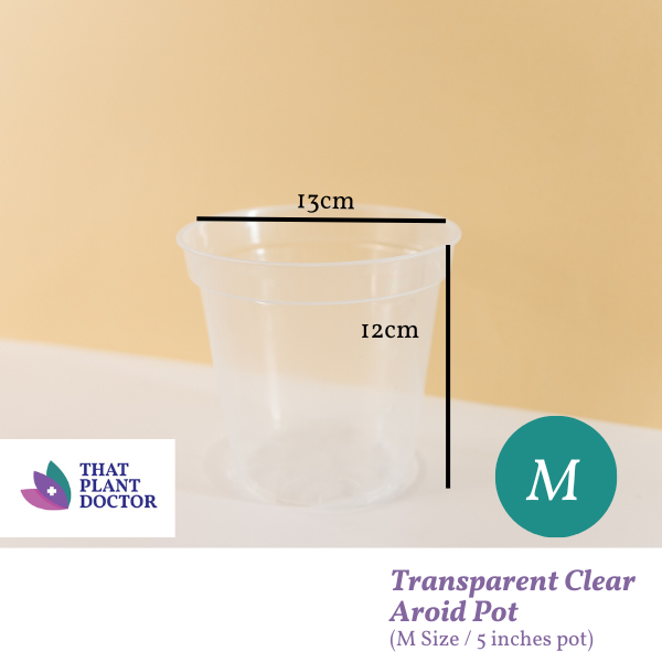 Transparent Clear Aroid Pot (M Size / 5 inches pot) (Diameter 13cm ...