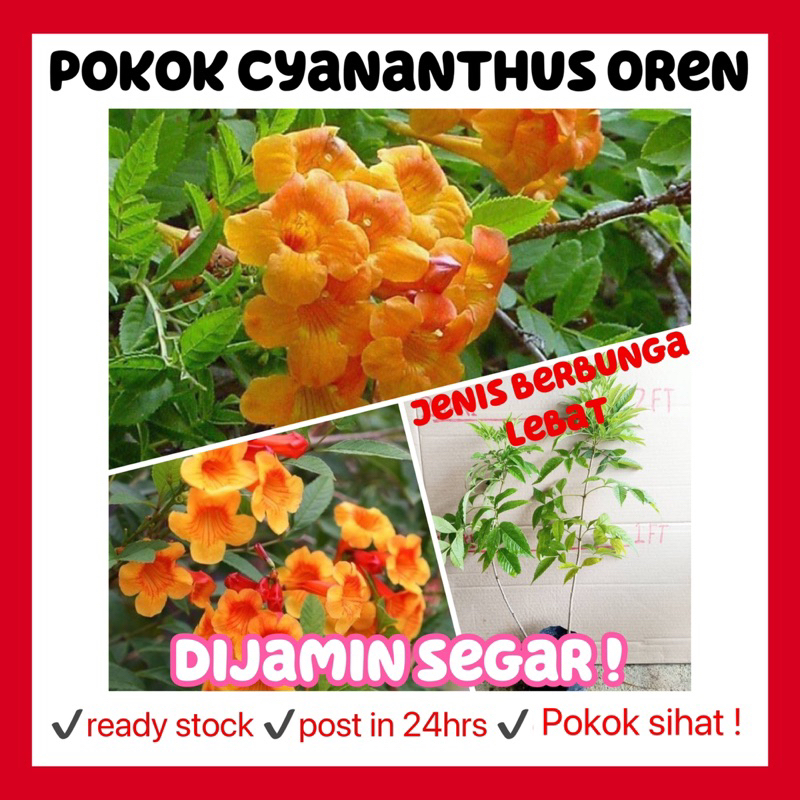 rina • pokok Cyananthus Oren • bunga orange live plant flower outdoor ...