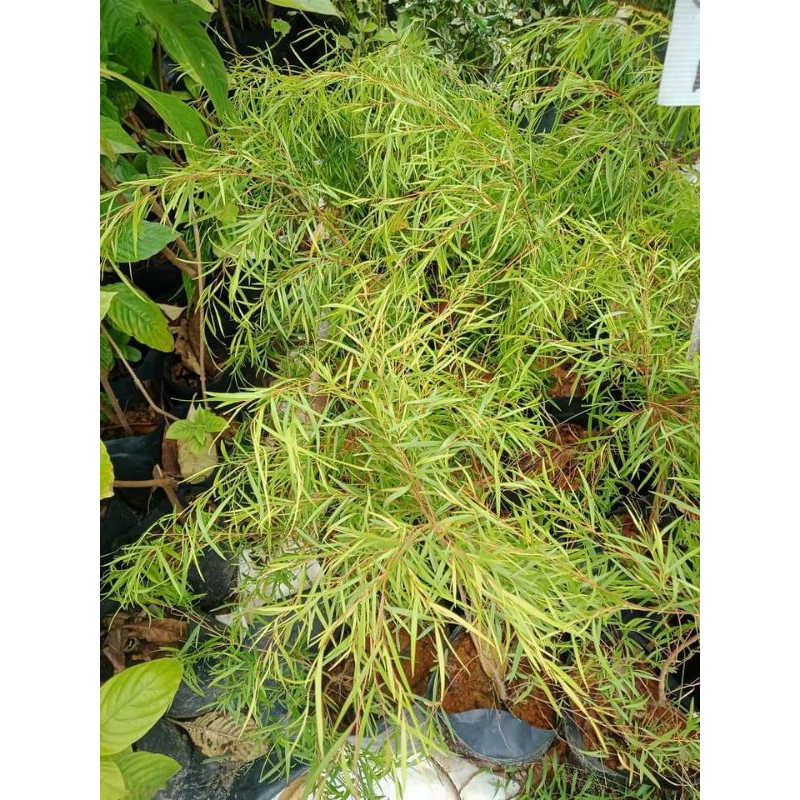 KKB Weeping Willow, Pokok Janda Merana, 垂柳, Salix Babylonica | Shopee ...