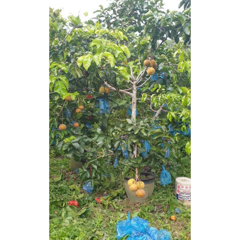 Anak Pokok Sentul Giant | Shopee Malaysia