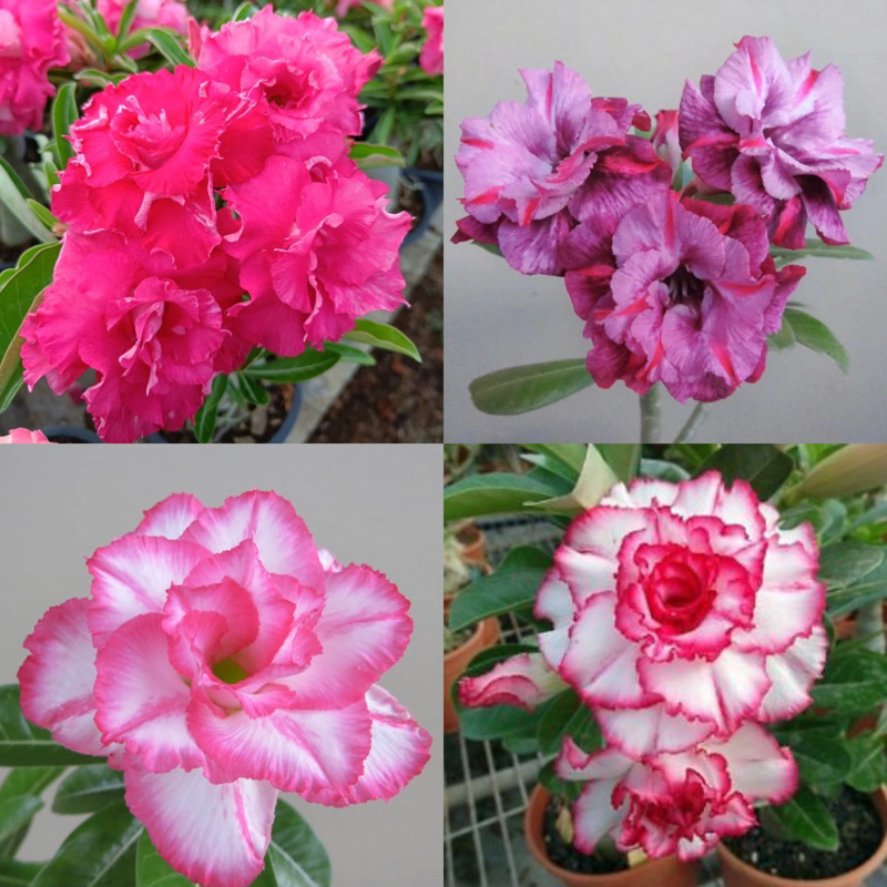 ADENIUM THAI REAL LIVE PLANT MULTI LAYER (POKOK BUNGA KEMBOJA RARE ID ...