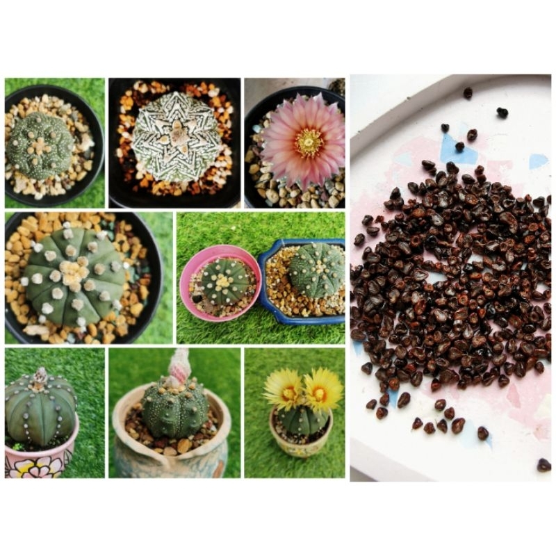 Astrophytum Seeds Mixed 50 seeds benih kaktus cactus seeds | Shopee ...
