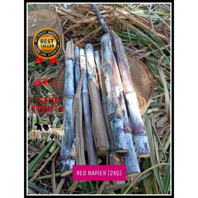 BENIH RUMPUT RED NAPIER 2KG | Shopee Malaysia