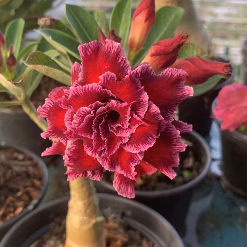 ADENIUM THAI REAL LIVE PLANT MULTI LAYER (POKOK BUNGA KEMBOJA RARE ID ...