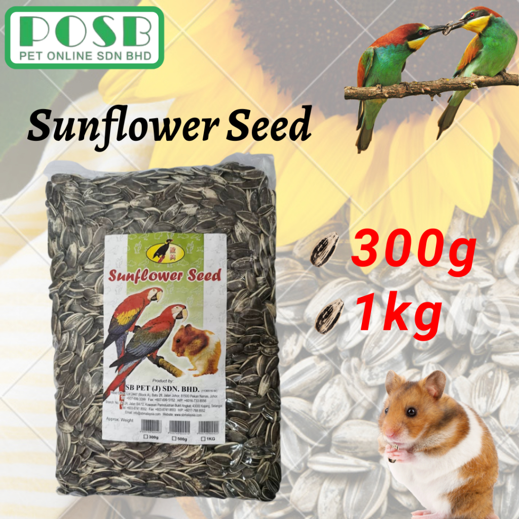 USA Premium Sunflower Seed / Kuaci / Biji Bunga Matahari 300g & 500g ...